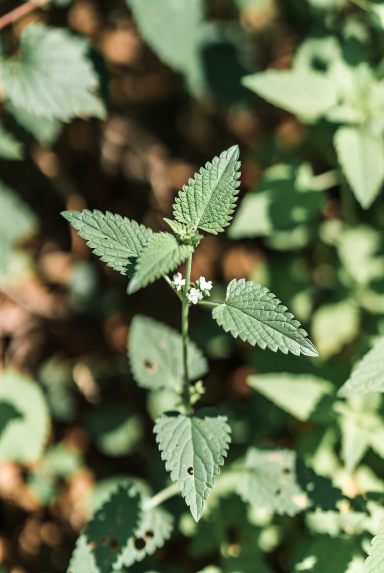 Organic vs Regular Catnip: What’s the Difference & Which Is Better ...